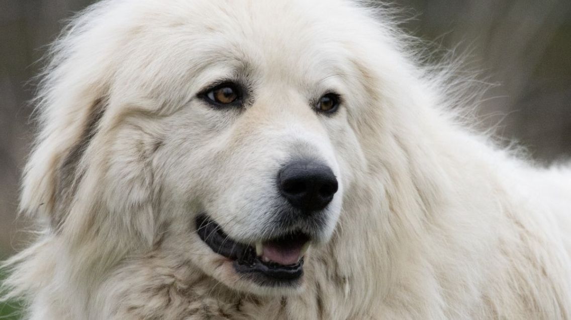 Najčešće zablude o velikim psima - Hype TV